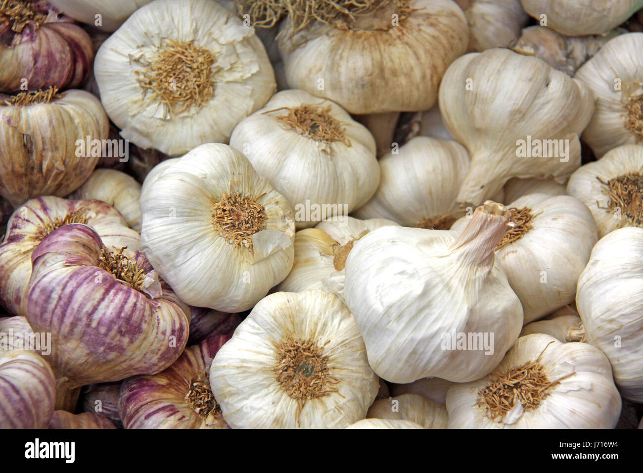 Quotallium sativumquot hi-res stock photography and images - Alamy