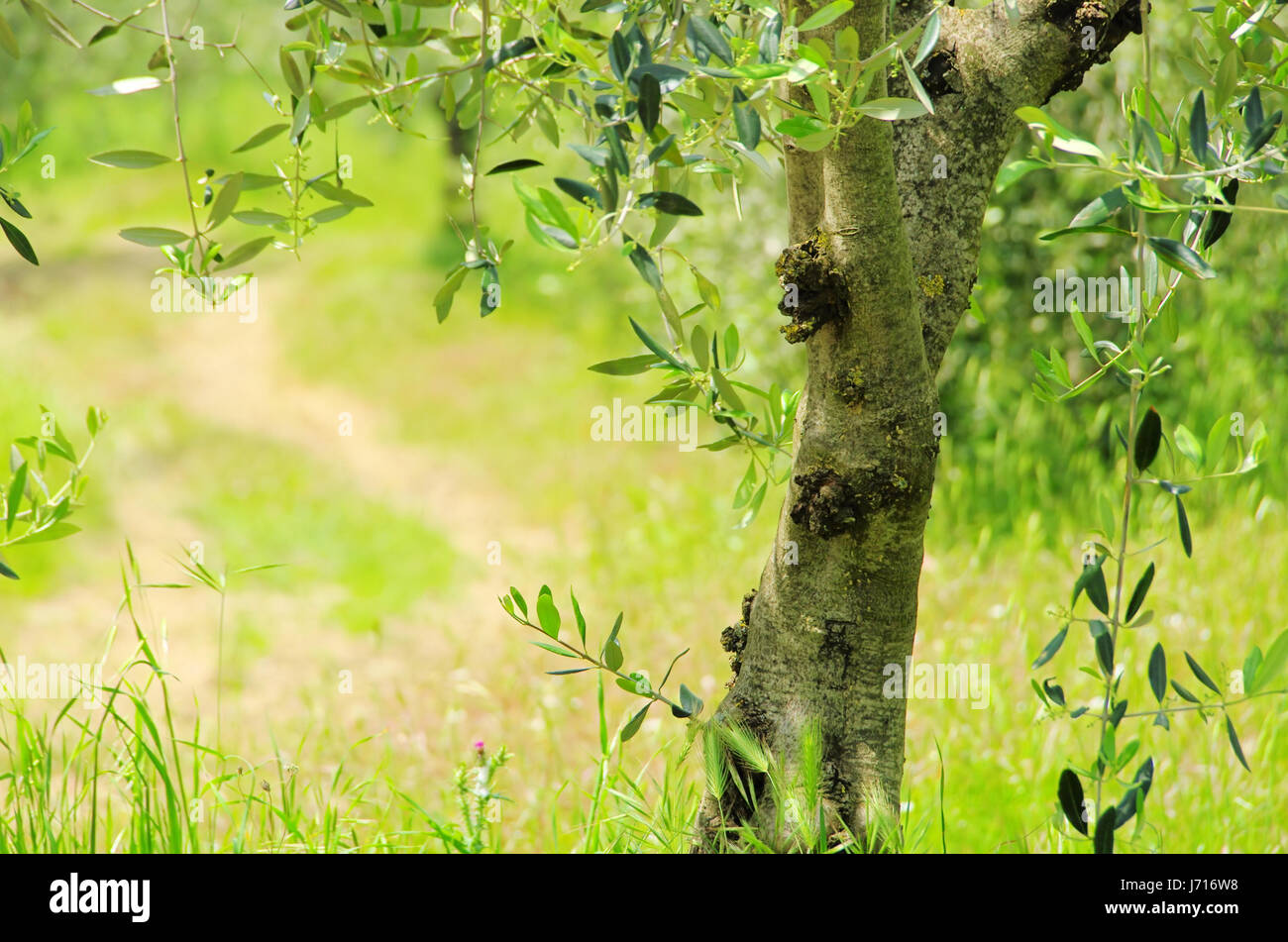 olive tree trunk - olive tree trunk 07 Stock Photo - Alamy