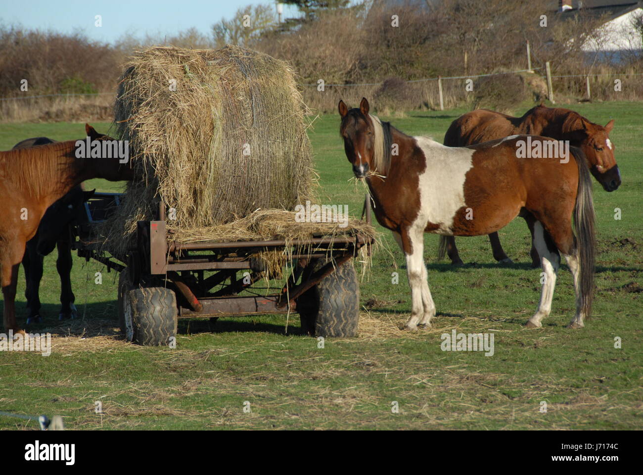 horses in the paddock Stock Photo - Alamy