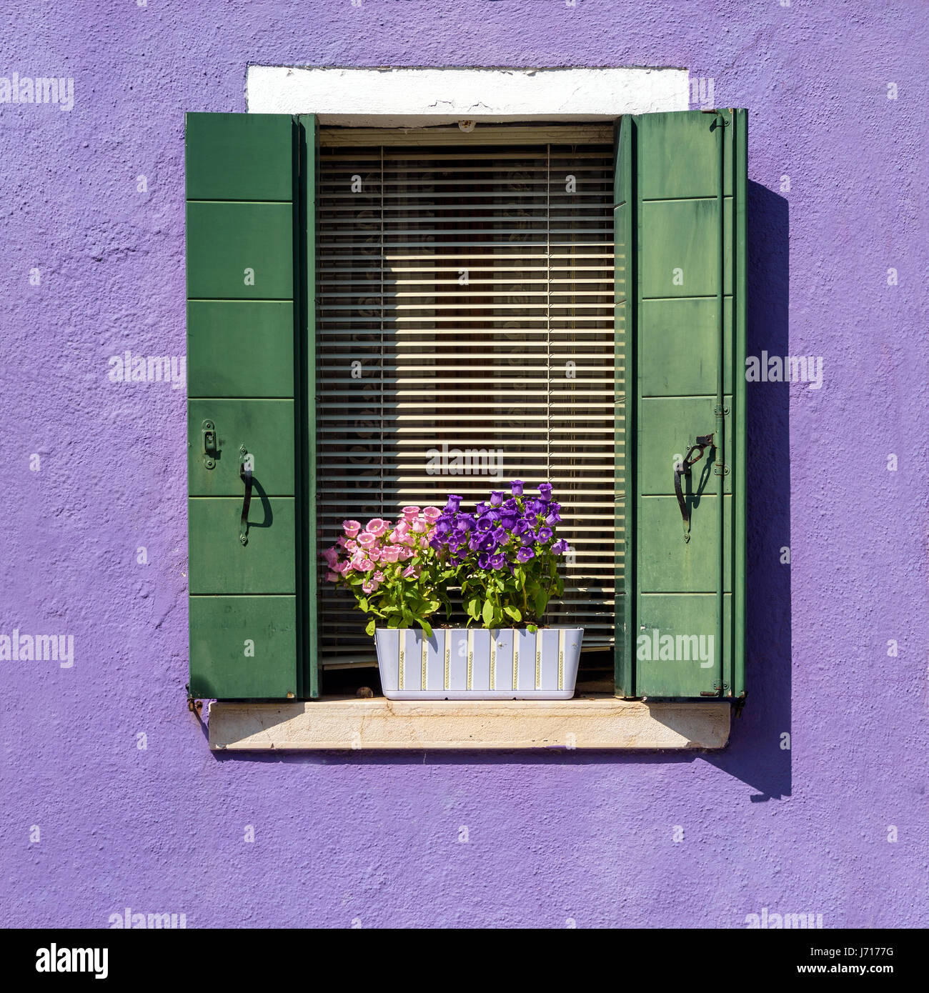 window with flower on violet background Stock Photo - Alamy