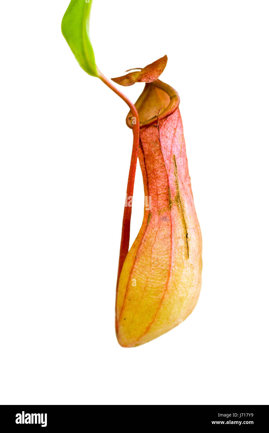 nepenthes alata,pitcher plant,meat Stock Photo - Alamy