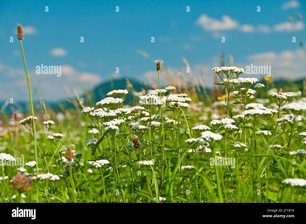 meadow with yarrow,achillea millefolium Stock Photo - Alamy