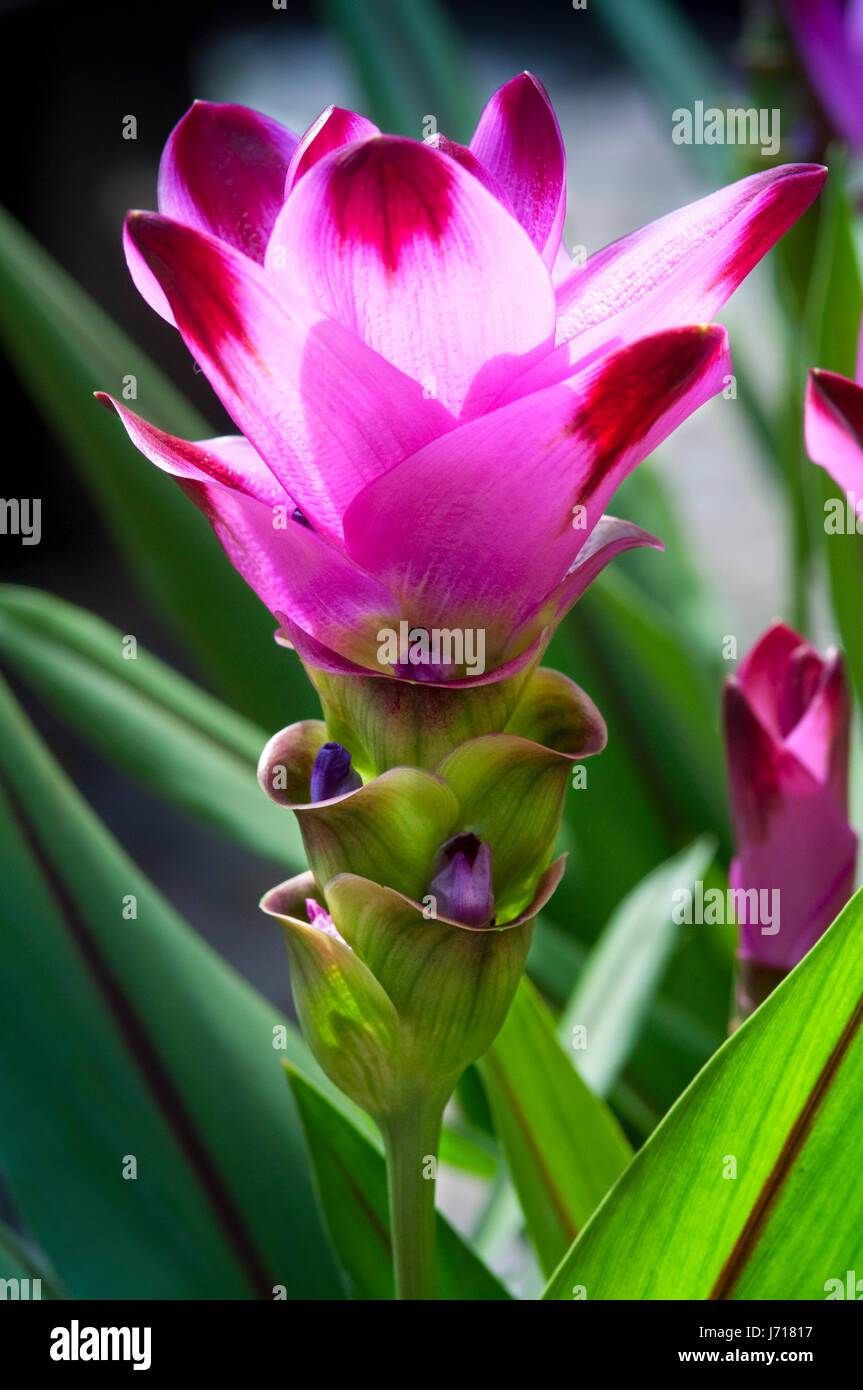 Pink Curcuma Alismatifolia or Siam Tulip Stock Photo - Alamy
