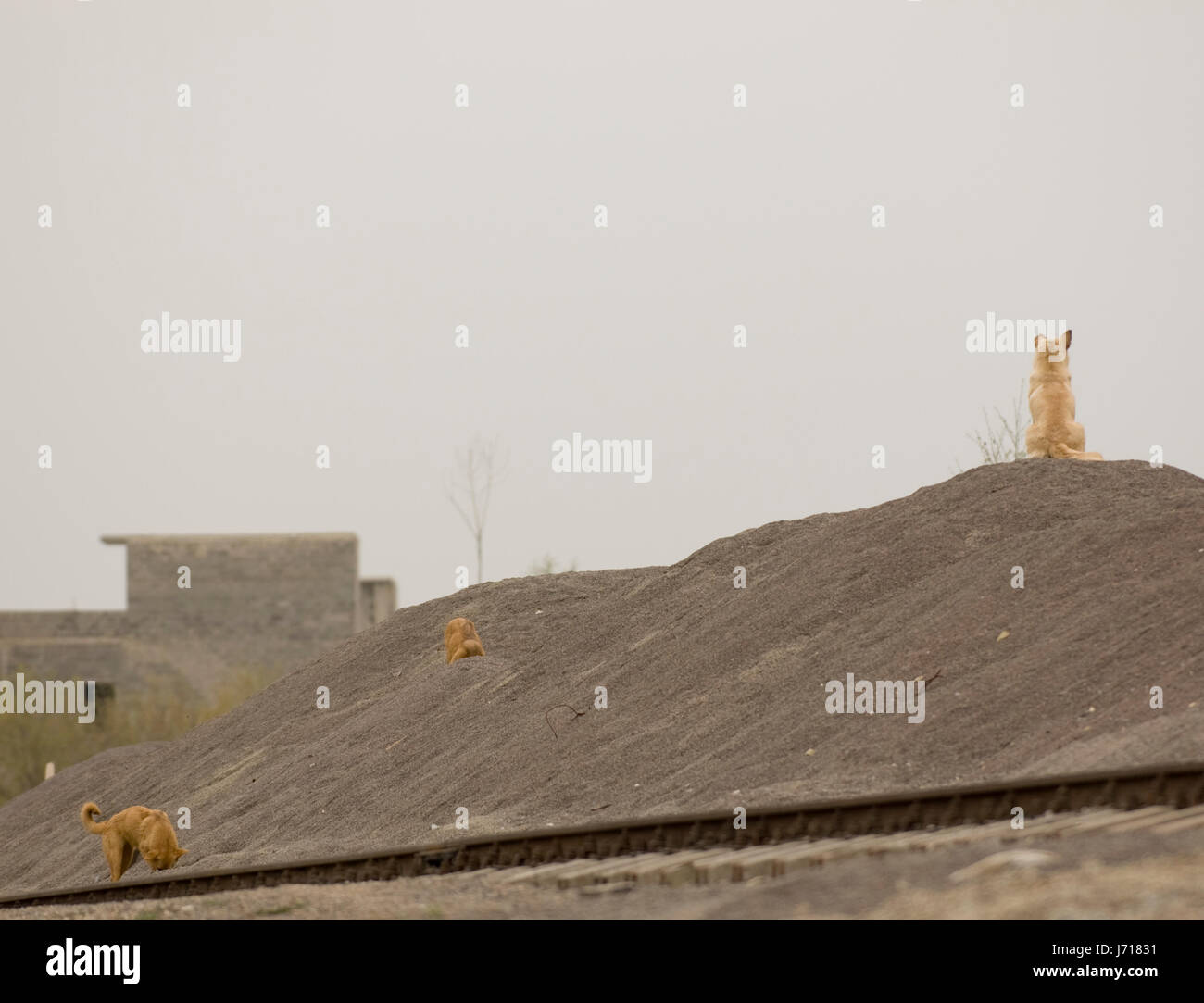 Three yellow dogs Stock Photo - Alamy