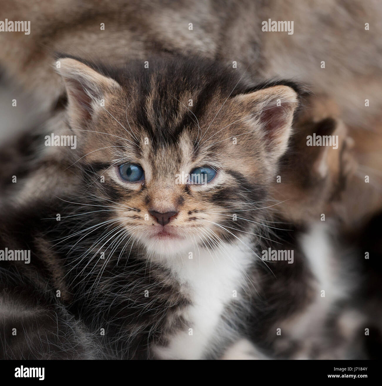 maine coon baby Stock Photo - Alamy