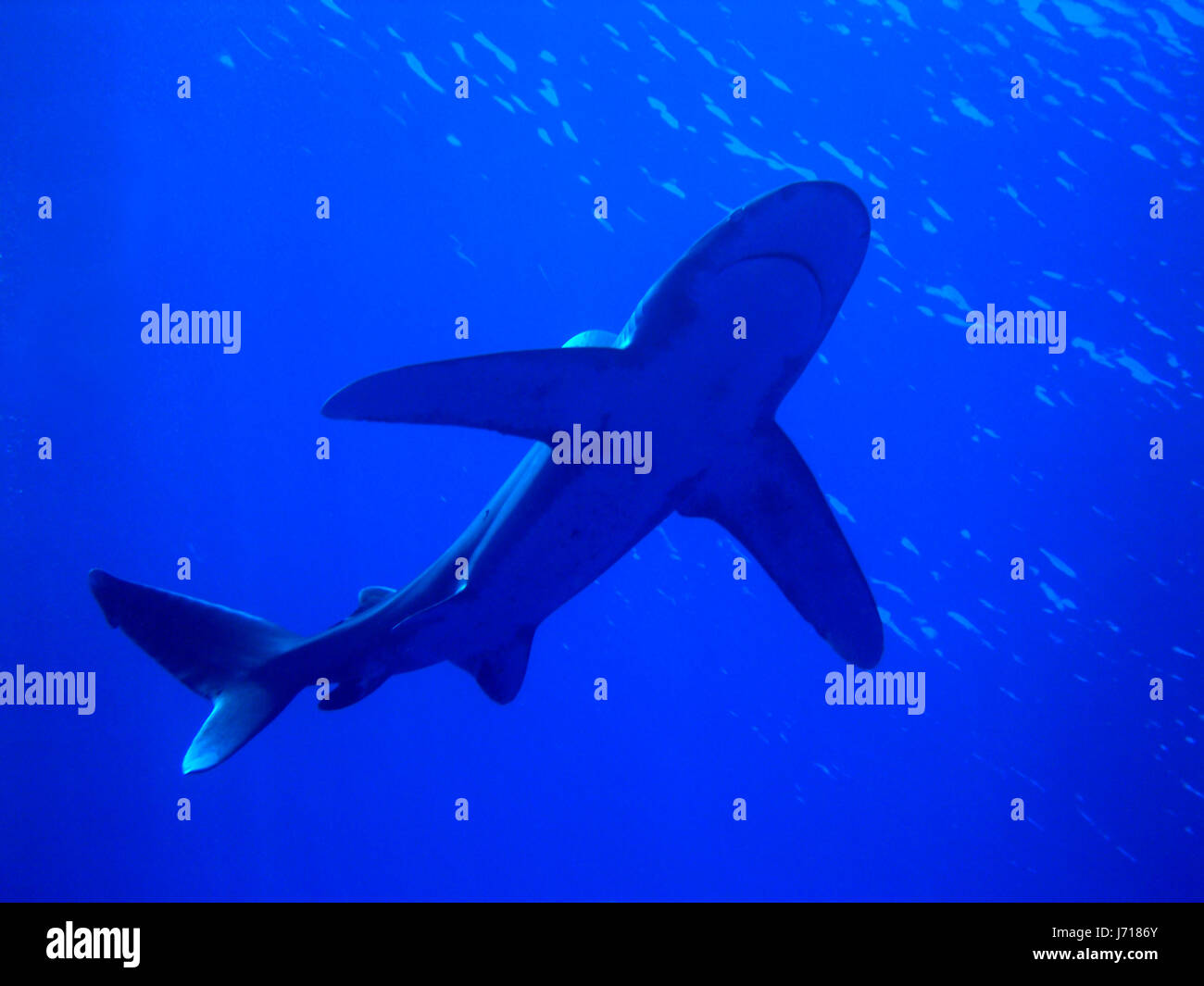 blue hunter shark salt water sea ocean water blue danger holiday ...