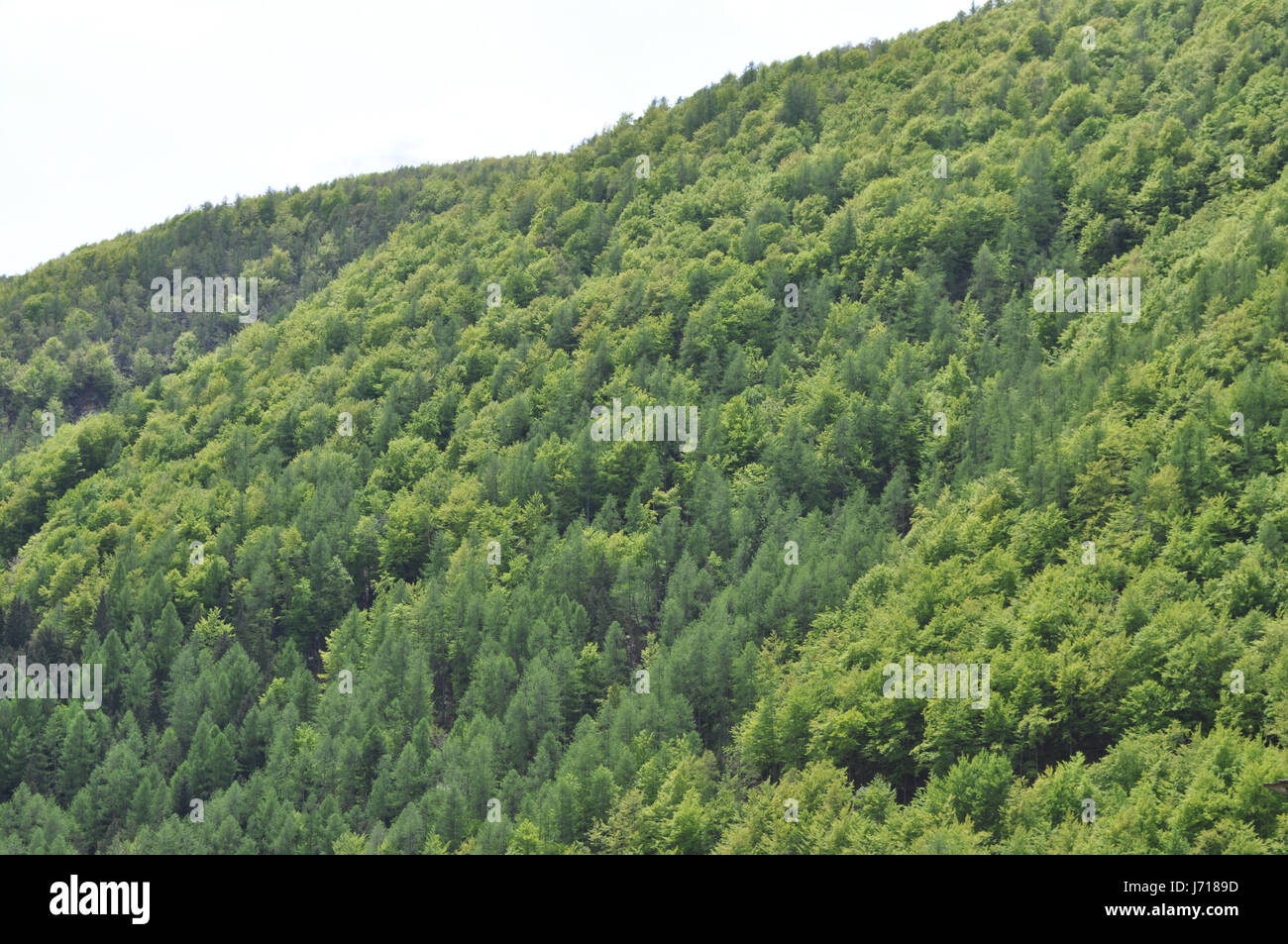 tree hill sight view outlook perspective vista panorama lookout high ...