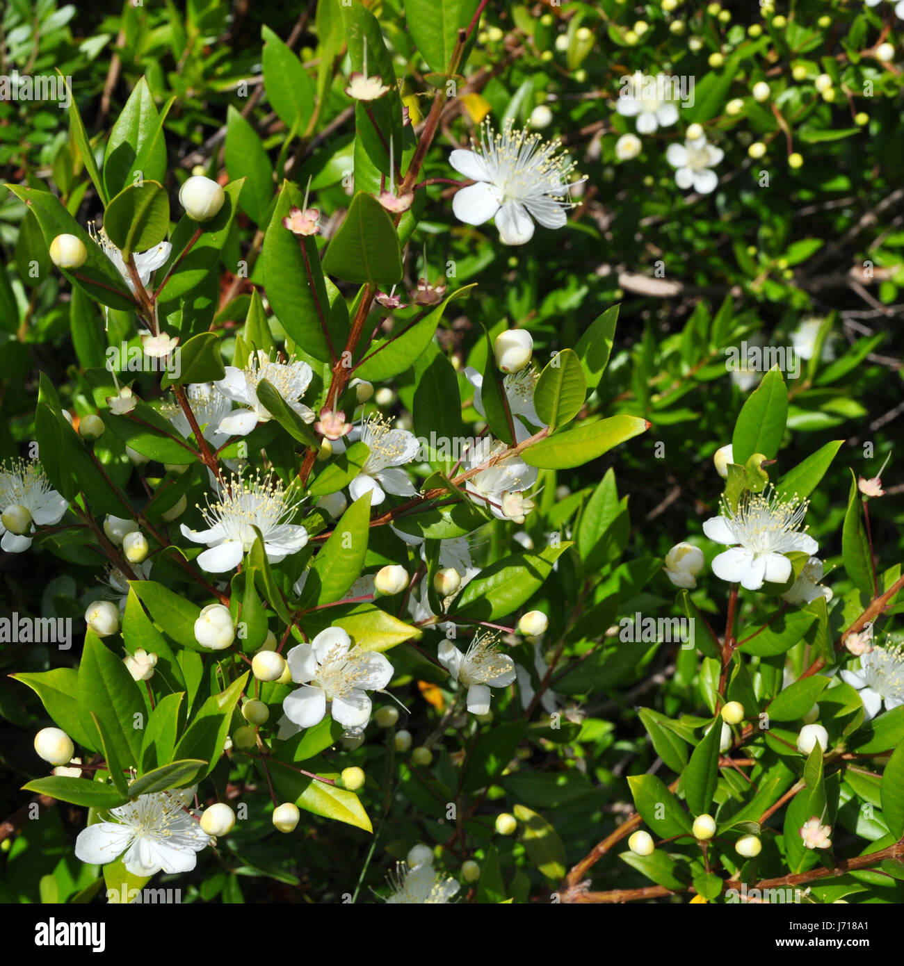 myrtle leaf tree flower plant leaves vegetation lawn green sardinia ...