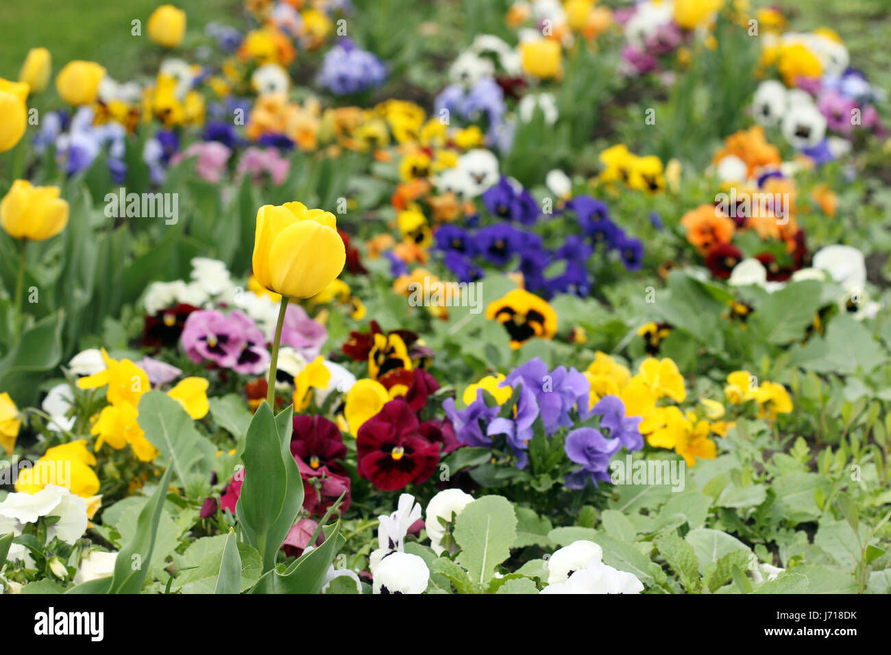 Tulip and pansy hi-res stock photography and images - Alamy