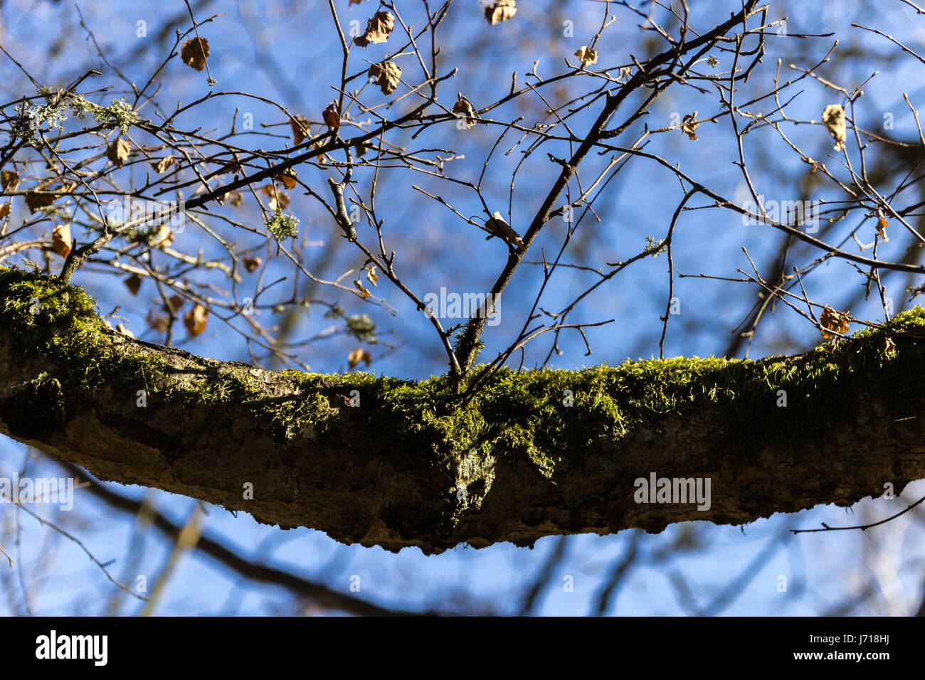 Branch with twigs in spring resembles a smile Stock Photo - Alamy