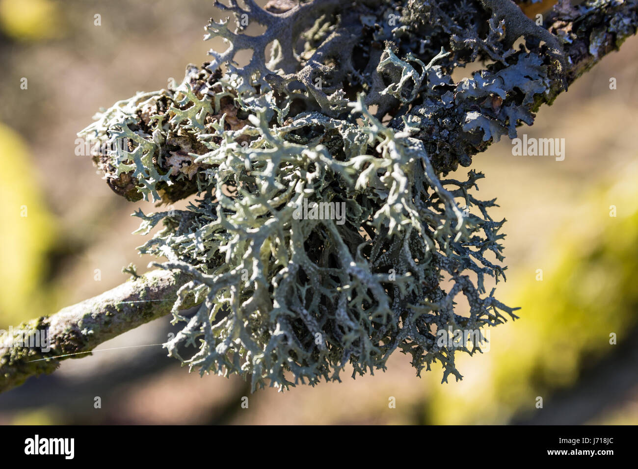 Lichen on twig hi-res stock photography and images - Alamy