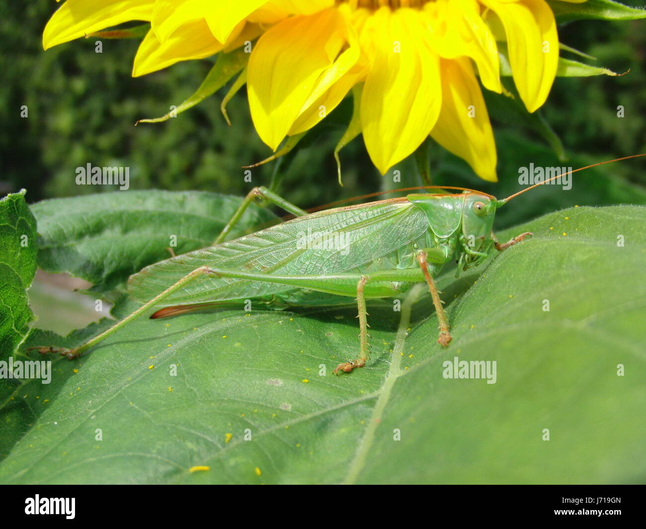 garden insect animals grasshopper gardens nature garden insect animals ...