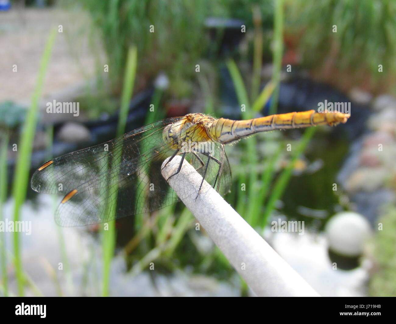 insect dragonfly fresh water pond garden pond water garden insect ...