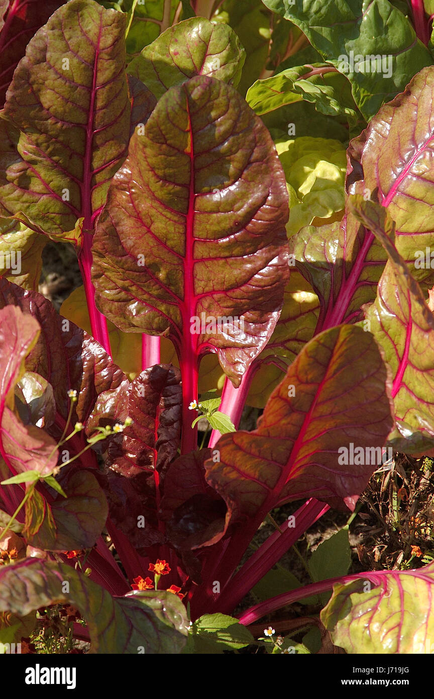 vegetable beet food aliment vegetable market garden plant turnip ...