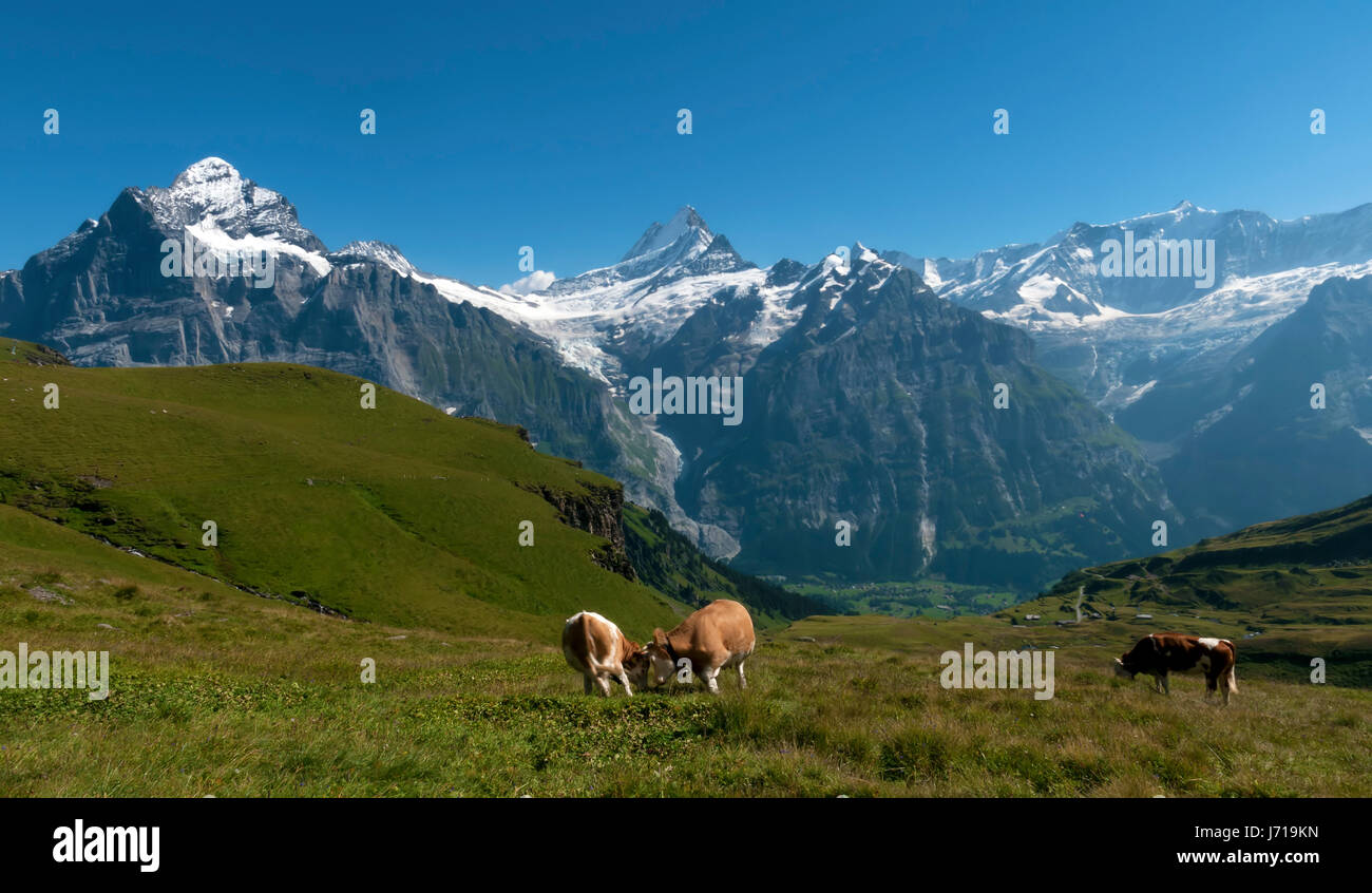 mountains bernese alps Stock Photo - Alamy