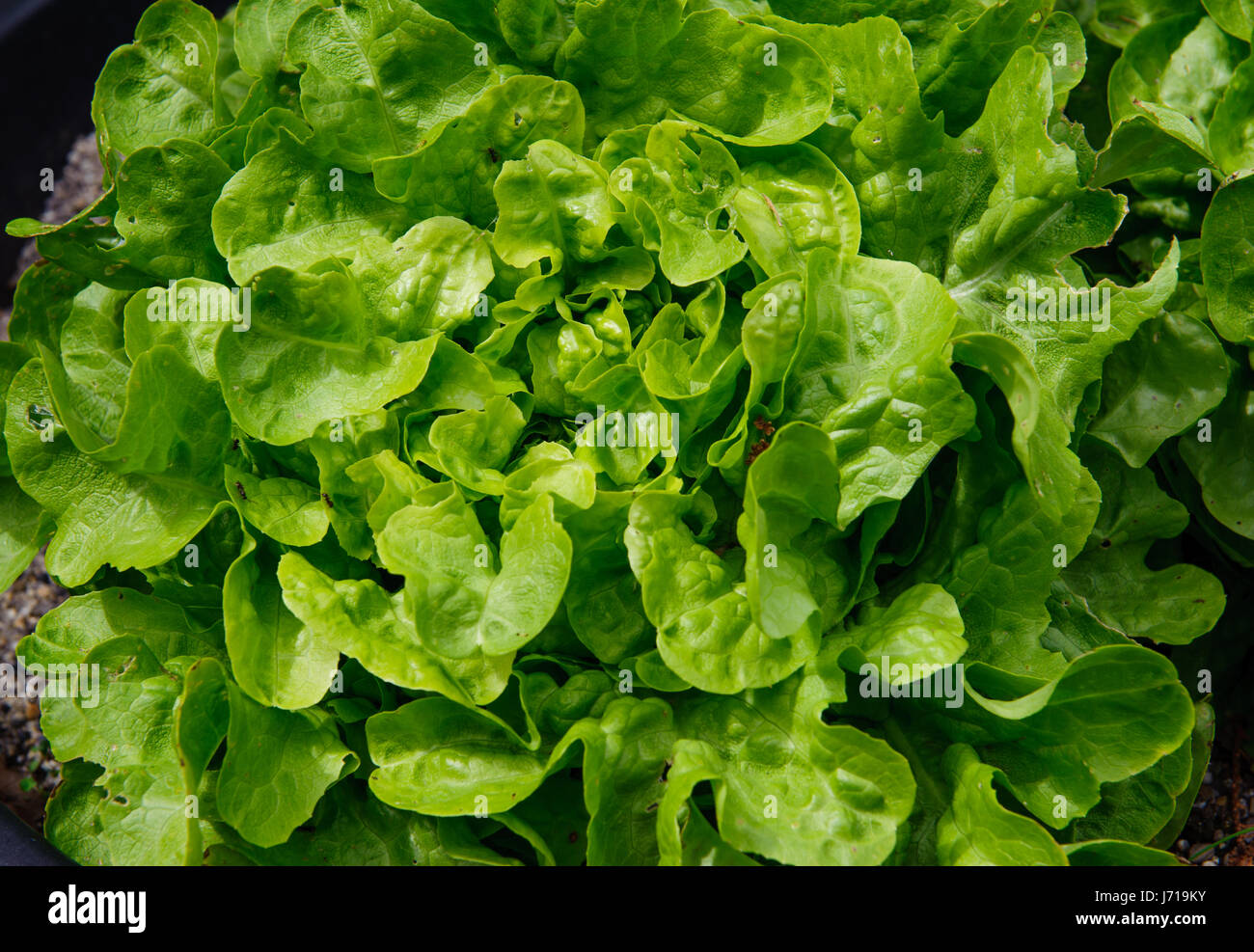 Fresh salad growing in the vegetables garden Stock Photo - Alamy
