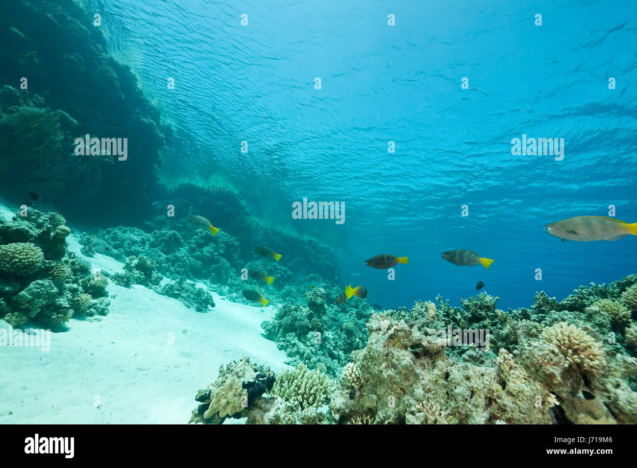 animal fish sunlight underwater colony exotic sunbeam egypt hard dive ...