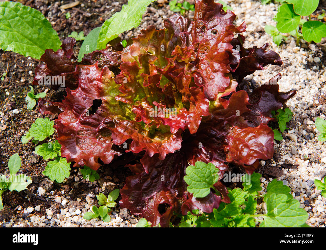 Fresh salad red growing in the vegetables garden Stock Photo - Alamy