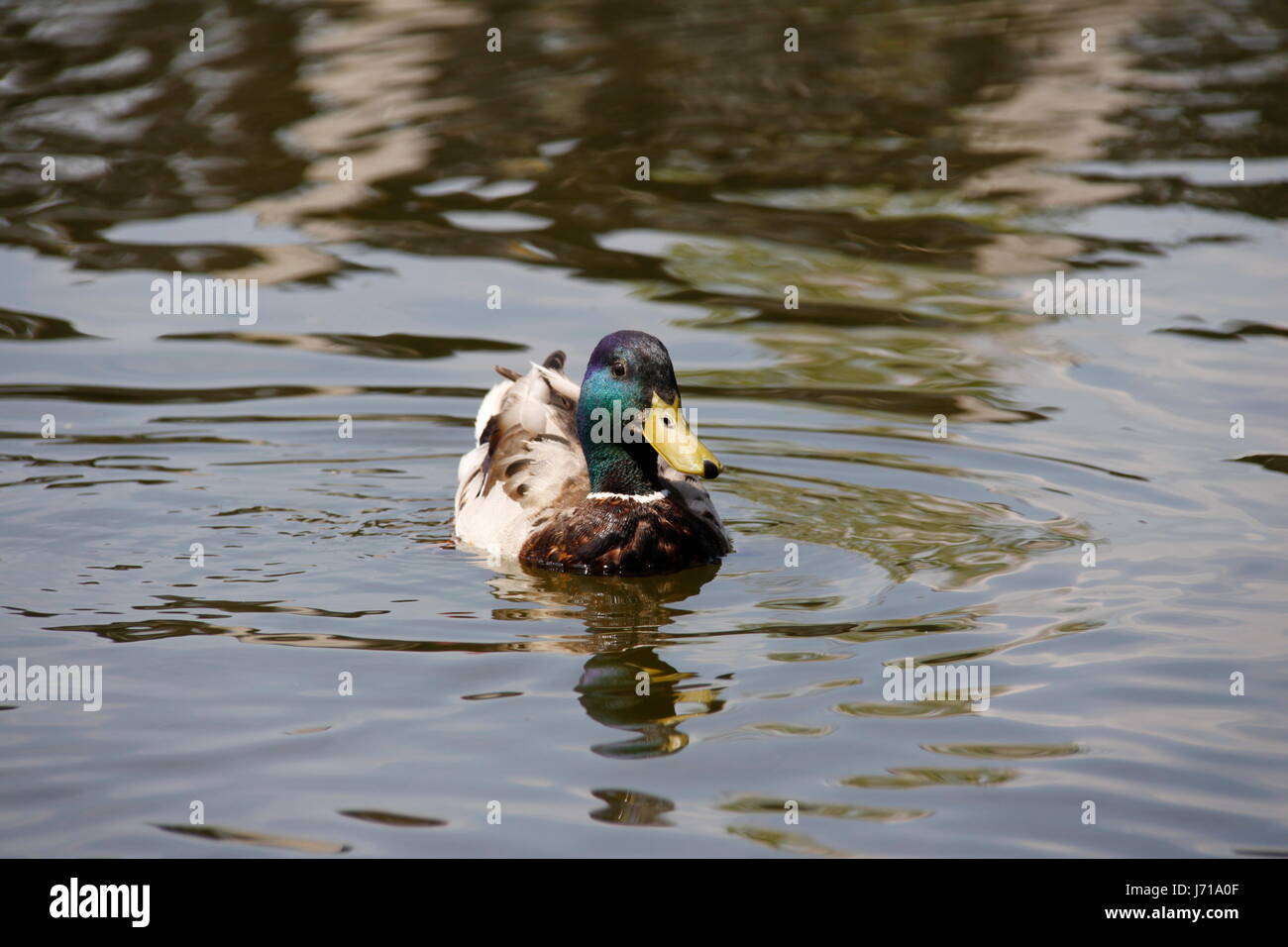 beak duck fresh water pond water poultry beaks salt water sea ocean ...