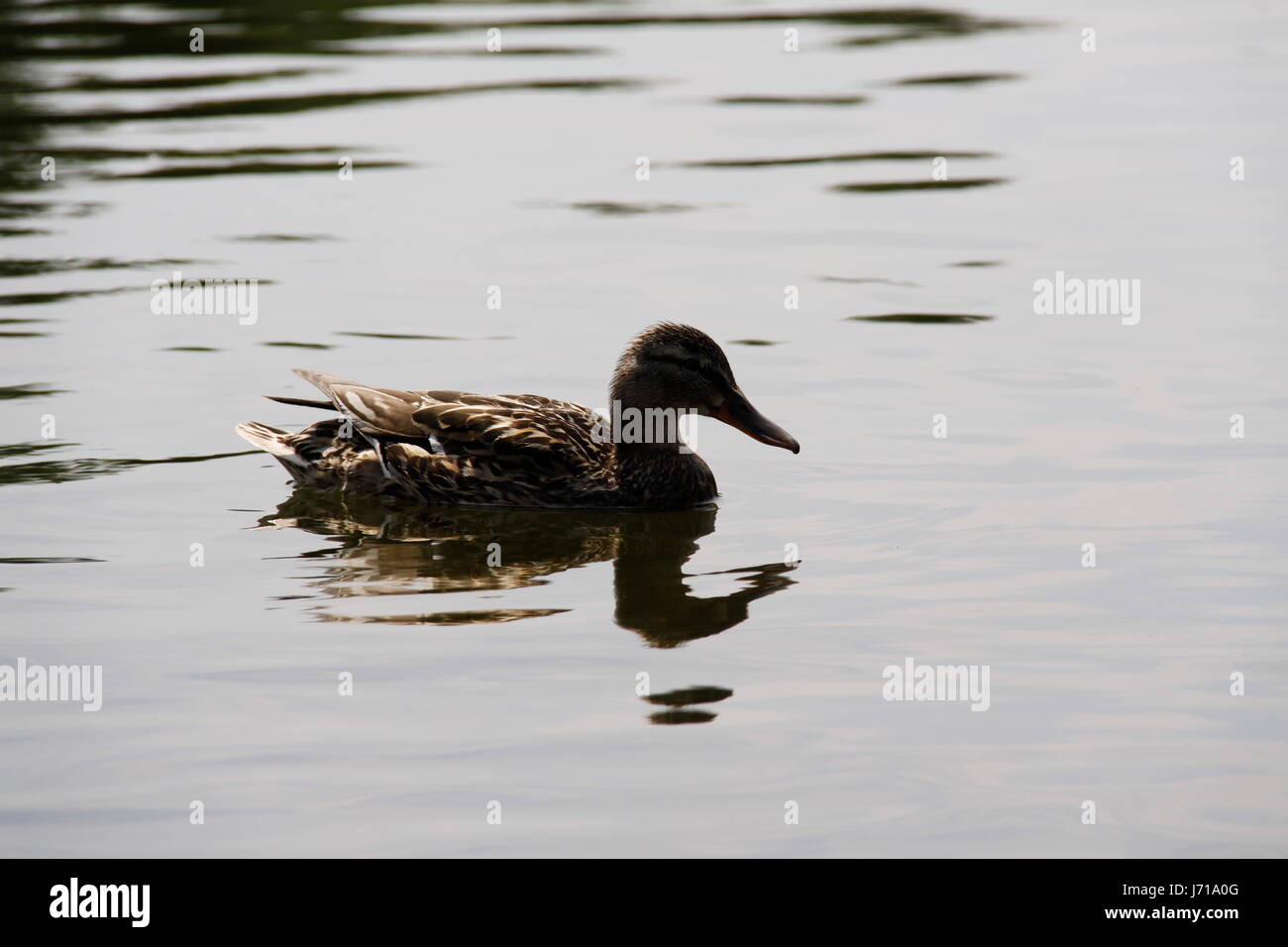 beak duck fresh water pond water poultry beaks salt water sea ocean ...