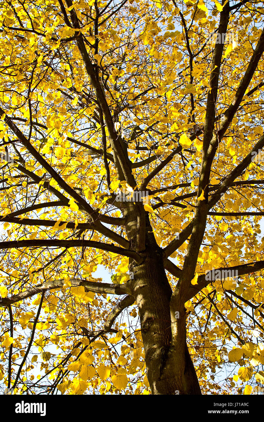 tree tinted autumn foliage leaves foliage nature natural fall autumn ...