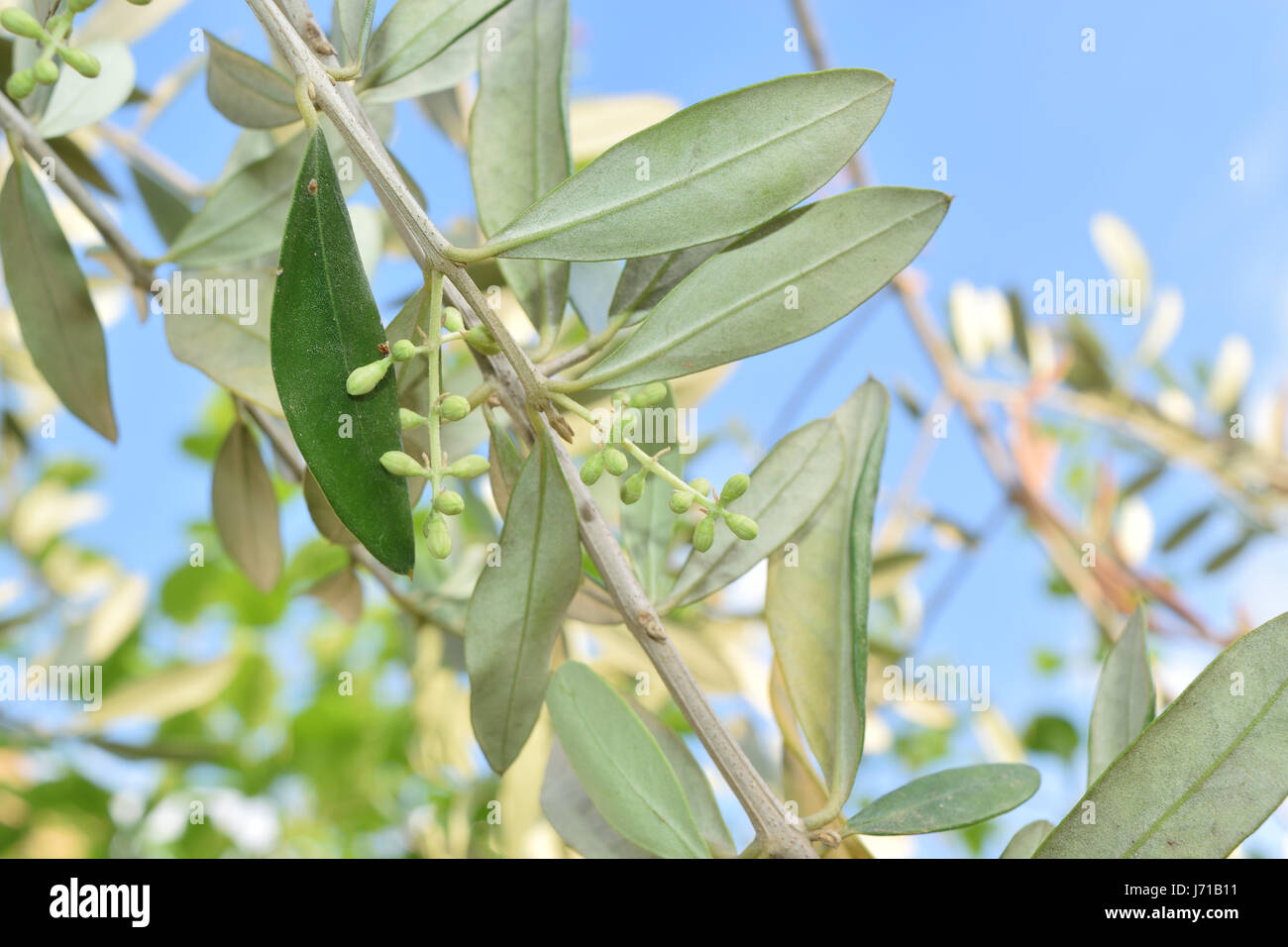 Leaves and olive shoots with bunch of buds Stock Photo - Alamy
