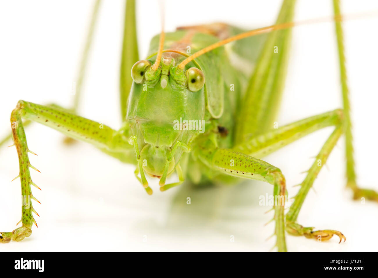 grasshopper face macro Stock Photo - Alamy