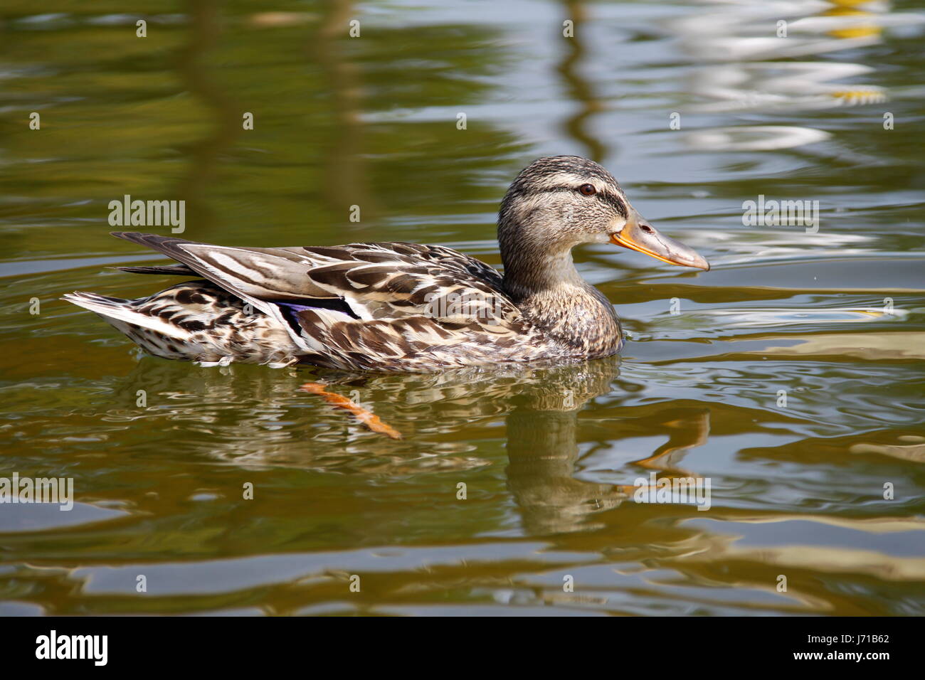 beak duck fresh water pond water poultry beaks salt water sea ocean ...