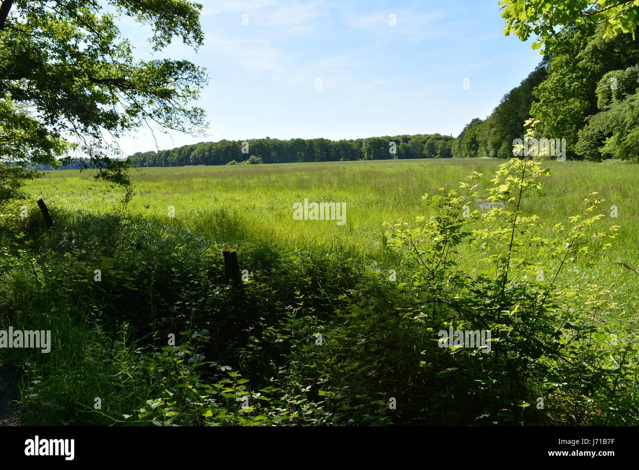 Venusberg Forest, Bonn Germany Stock Photo - Alamy