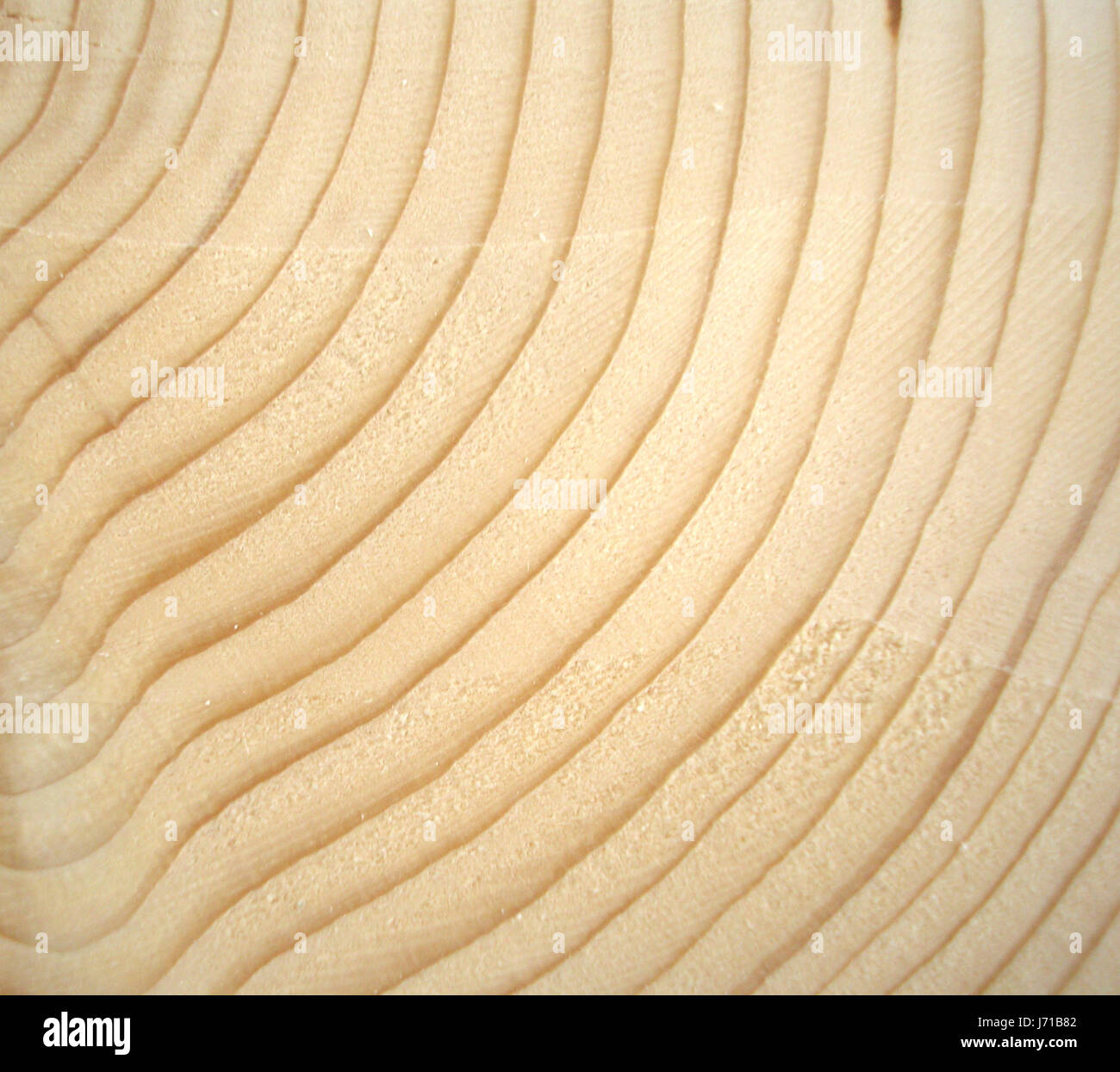 wood cross growth rings wooden annual anual backdrop background section ...