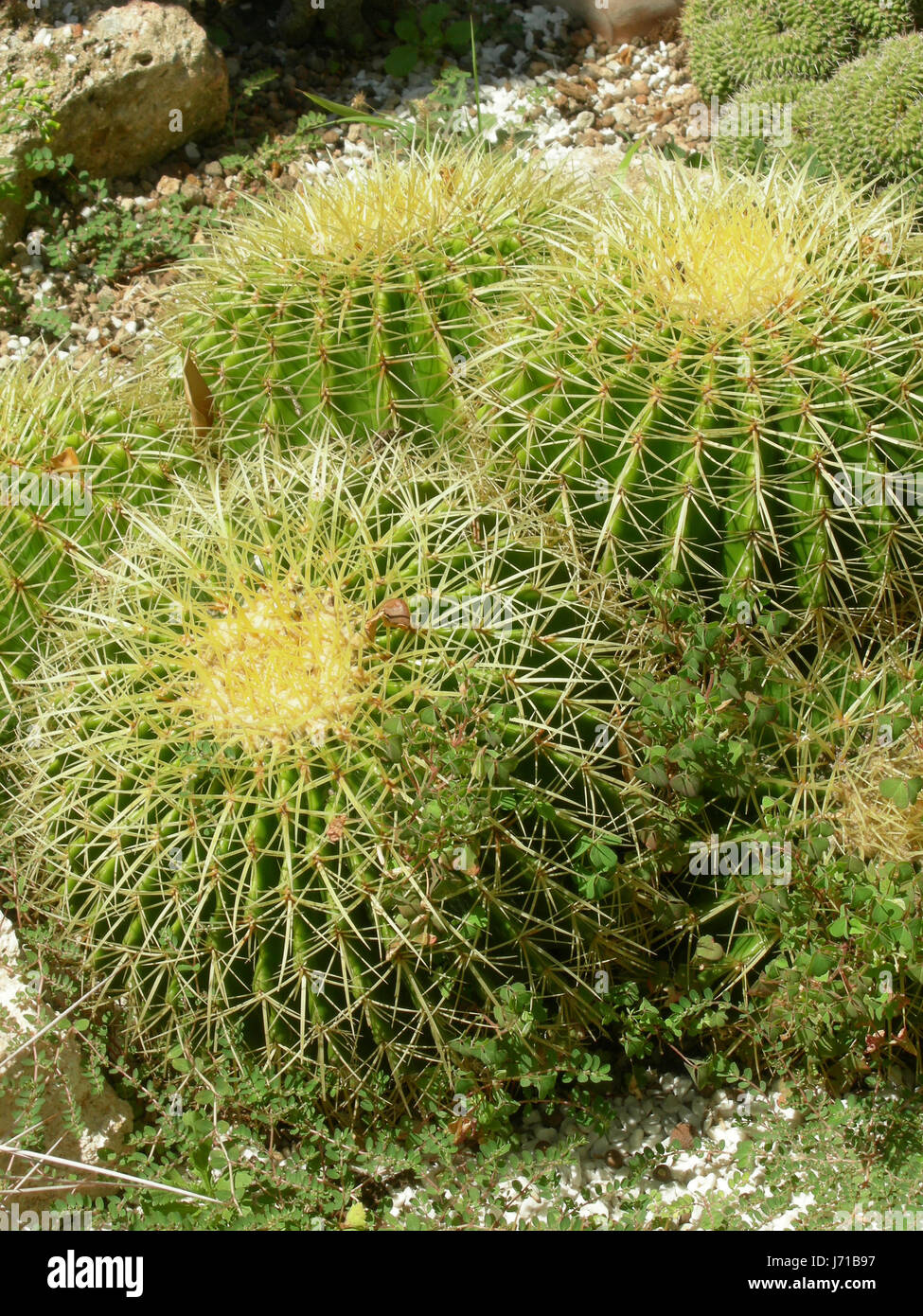thorns shrub cactus ornamental thick wide fat nature plant thorns shrub ...