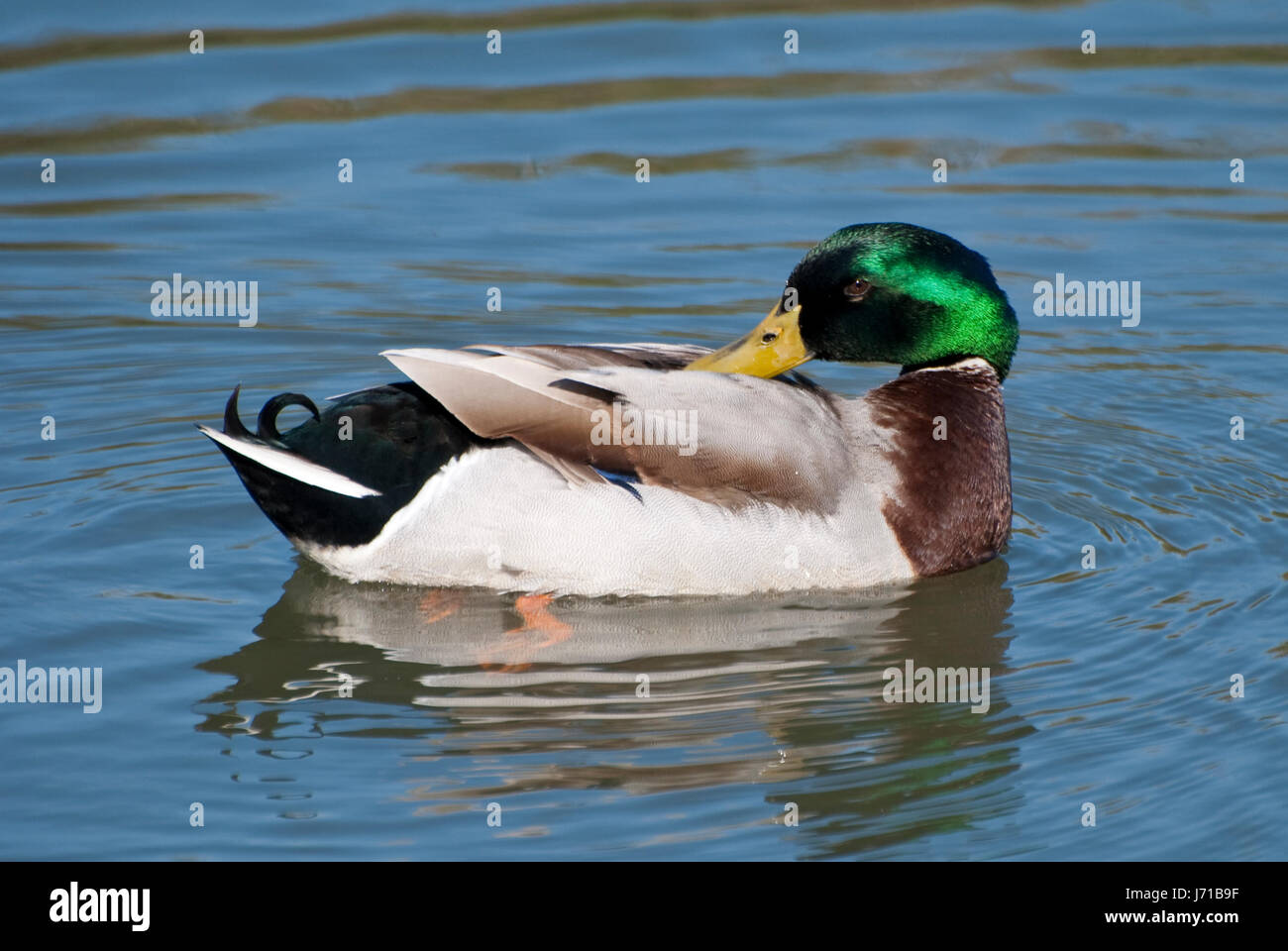 bird wild male masculine eyes feathers beak duck fresh water lake ...