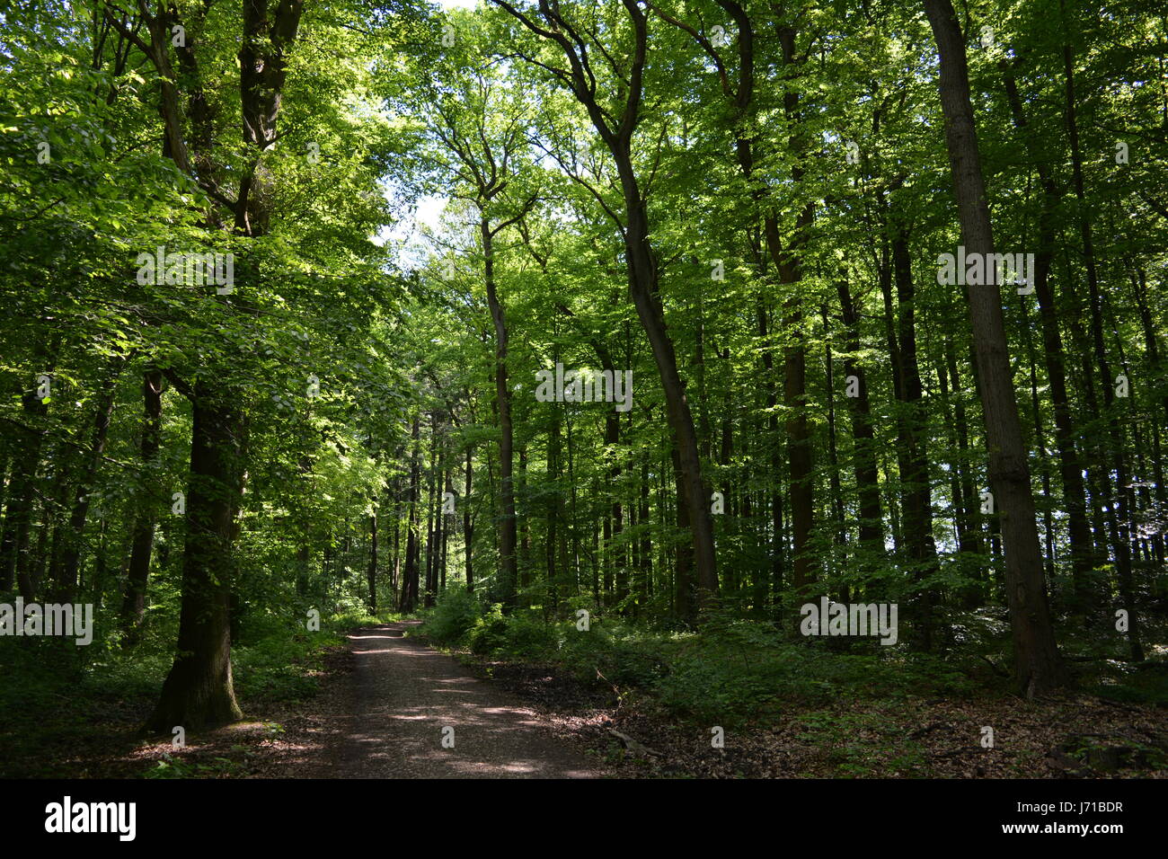 Venusberg Forest, Bonn Germany Stock Photo - Alamy
