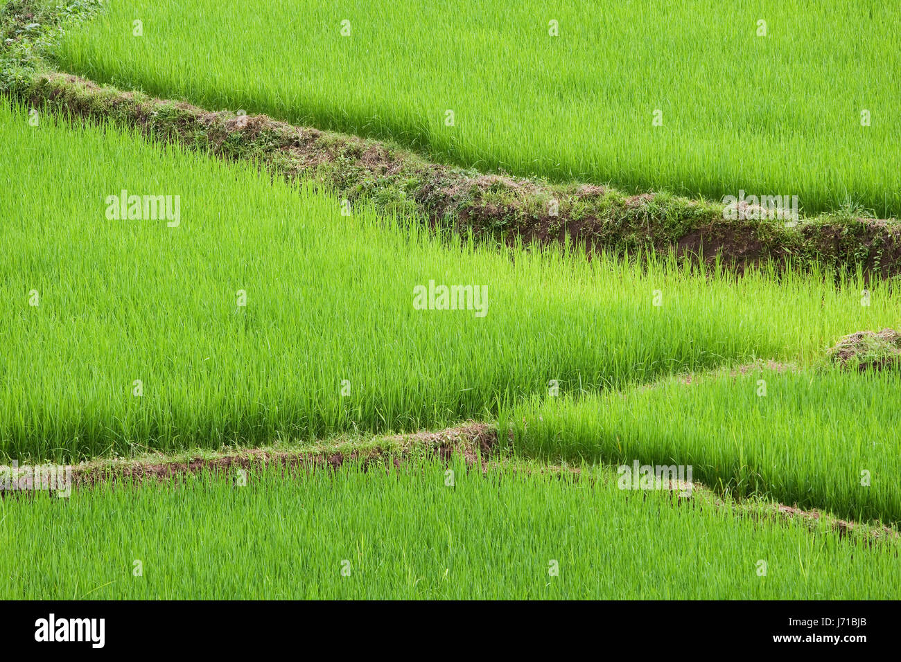 paddy field rice green asia agriculture farming field acre paddy field ...