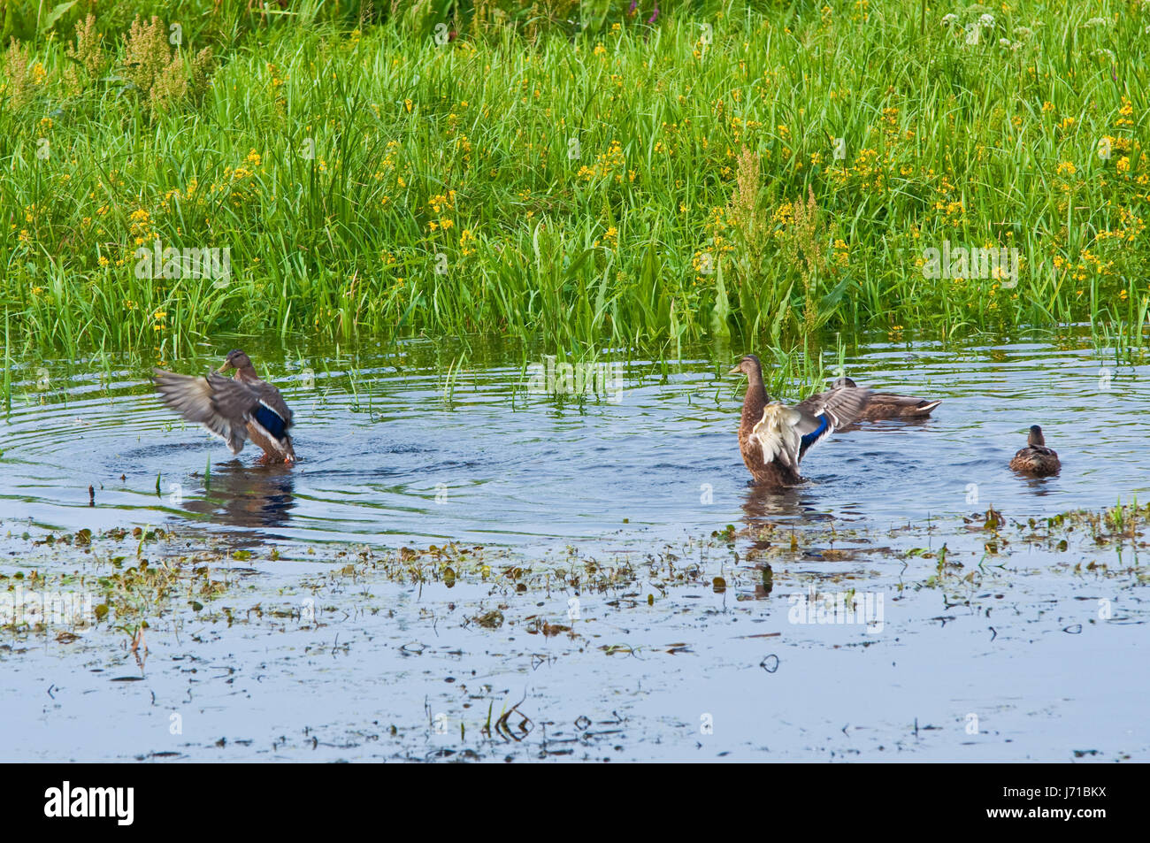 Duck in the reeds hi-res stock photography and images - Alamy