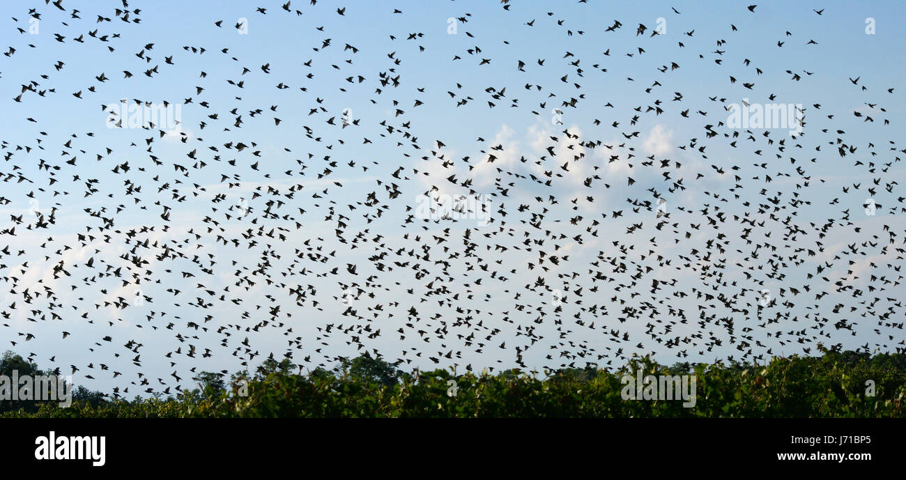 Pictures of grapes hi-res stock photography and images - Alamy