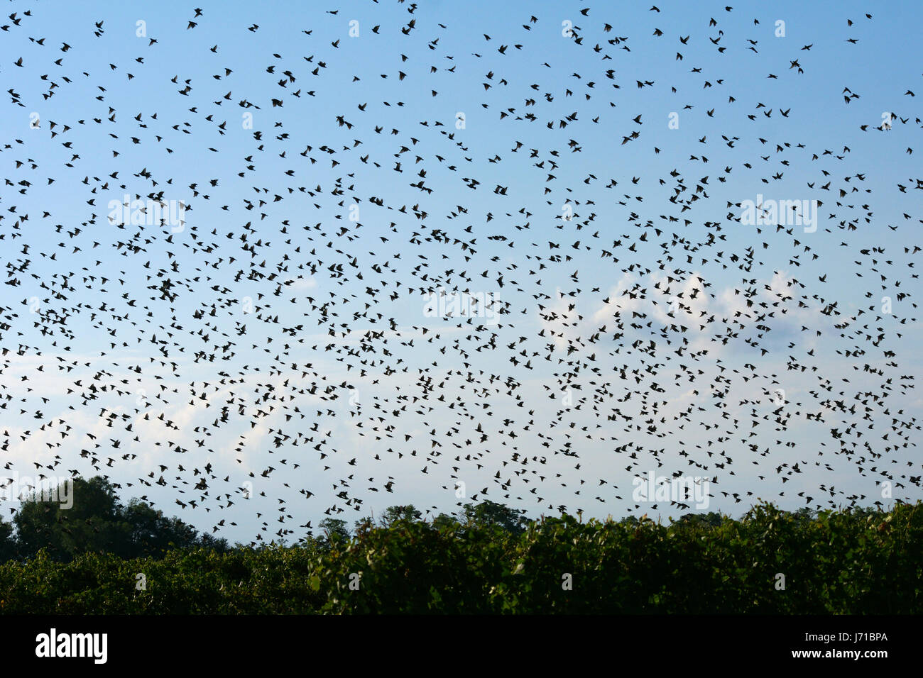 Pictures of grapes hi-res stock photography and images - Alamy