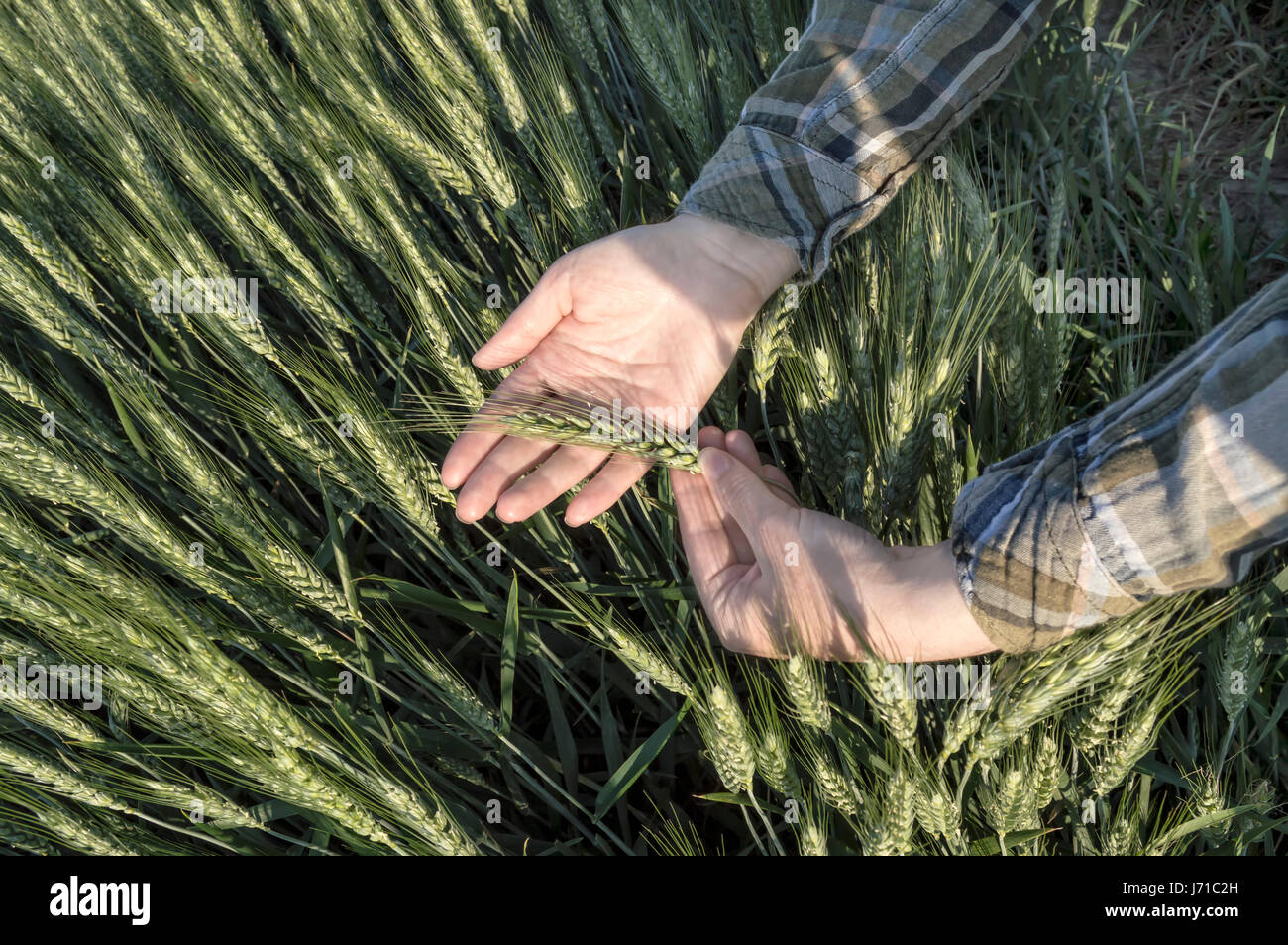 Female hand in barley field, farmer examining plants, agricultural ...