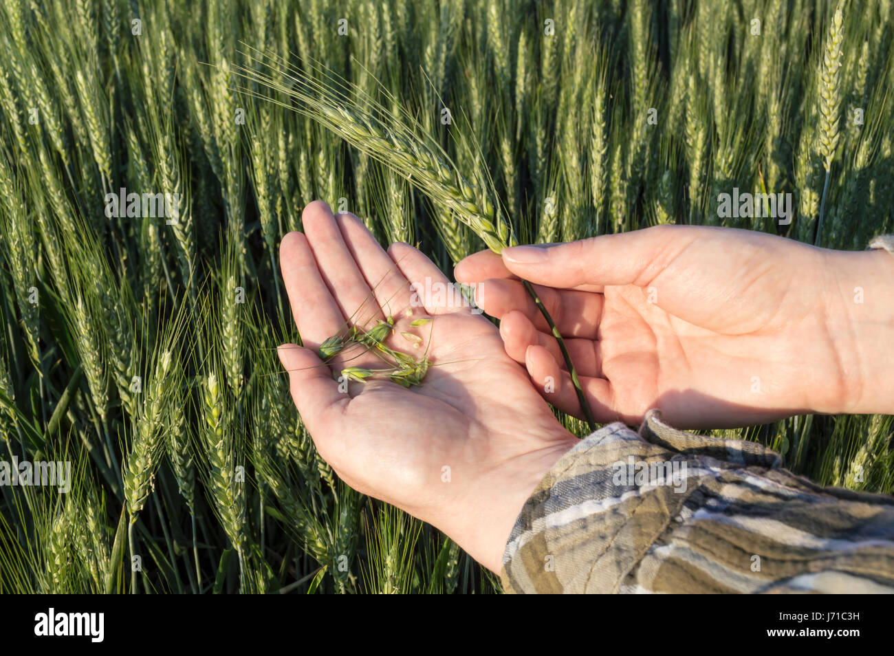Female hand in barley field, farmer examining plants, agricultural ...
