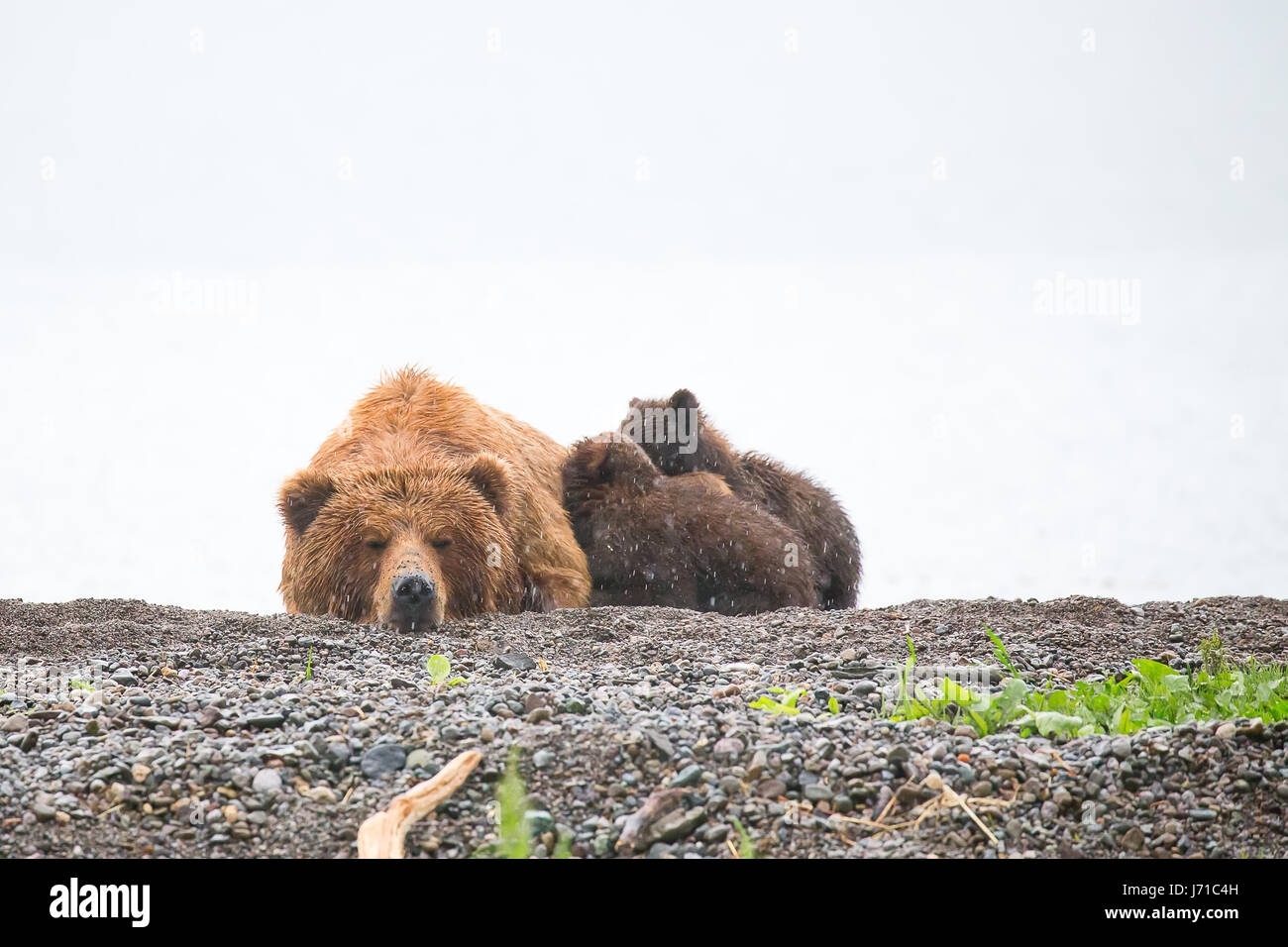 Mamma bear with cubs resting Stock Photo - Alamy
