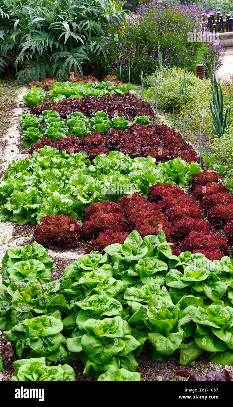 Fresh salad growing in the garden Stock Photo - Alamy
