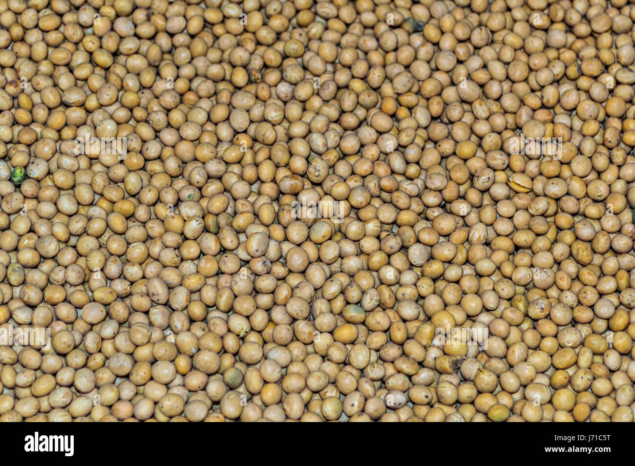 Close up of soybean pattern as background Stock Photo - Alamy