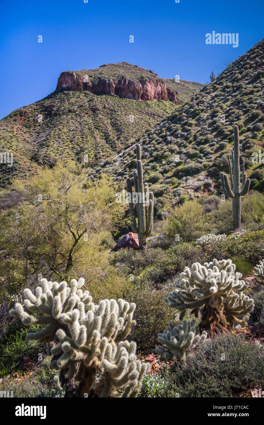 Arid forest hi-res stock photography and images - Alamy