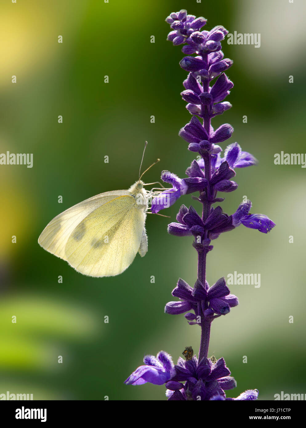 flower plant butterfly moth sage flower plant bloom blossom flourish ...