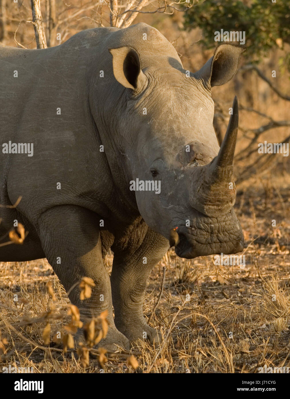 portrait safari single big large enormous extreme powerful imposing ...