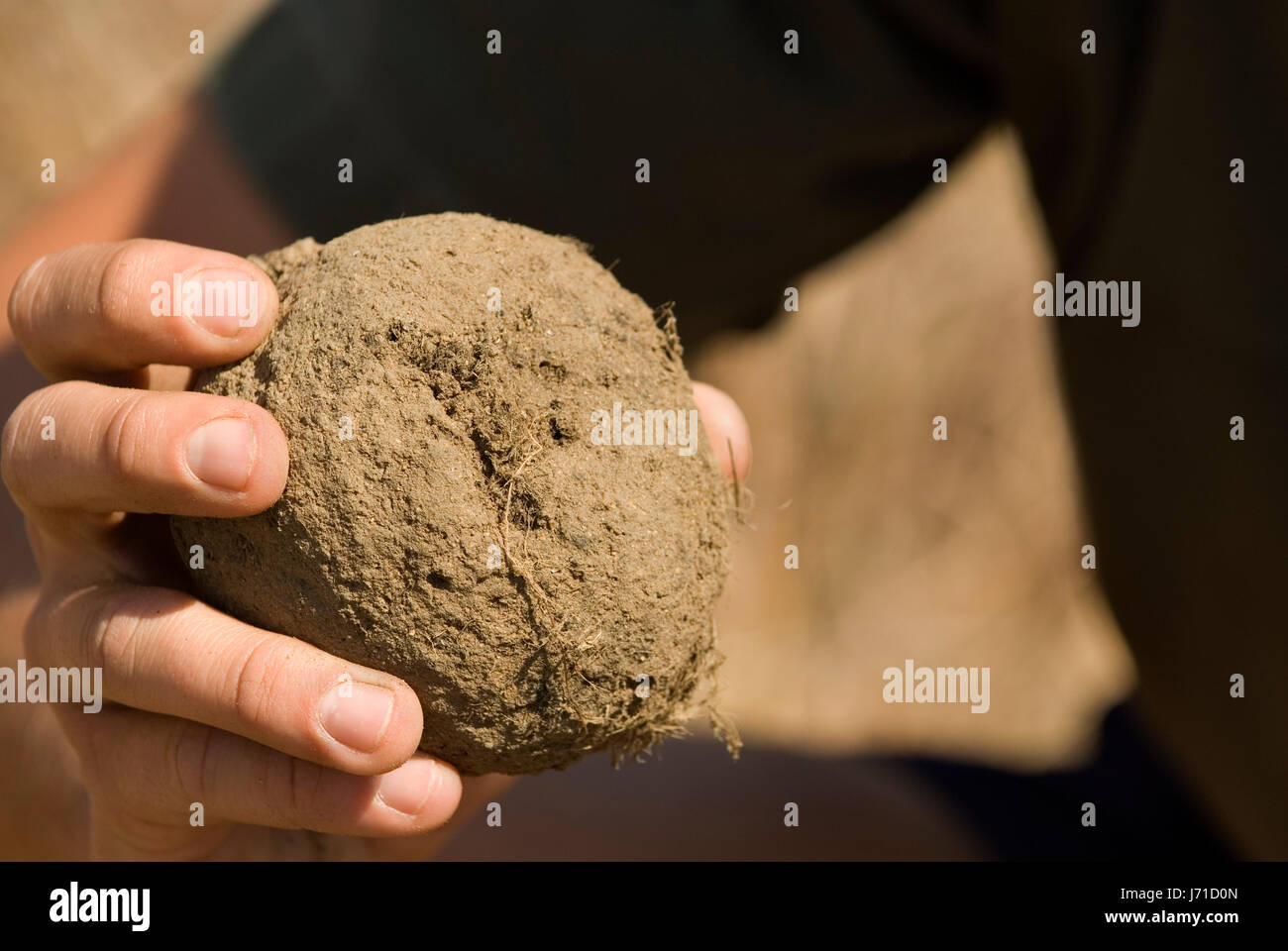 shit muck excrement park africa savannah beetle bushes drop bush east ...