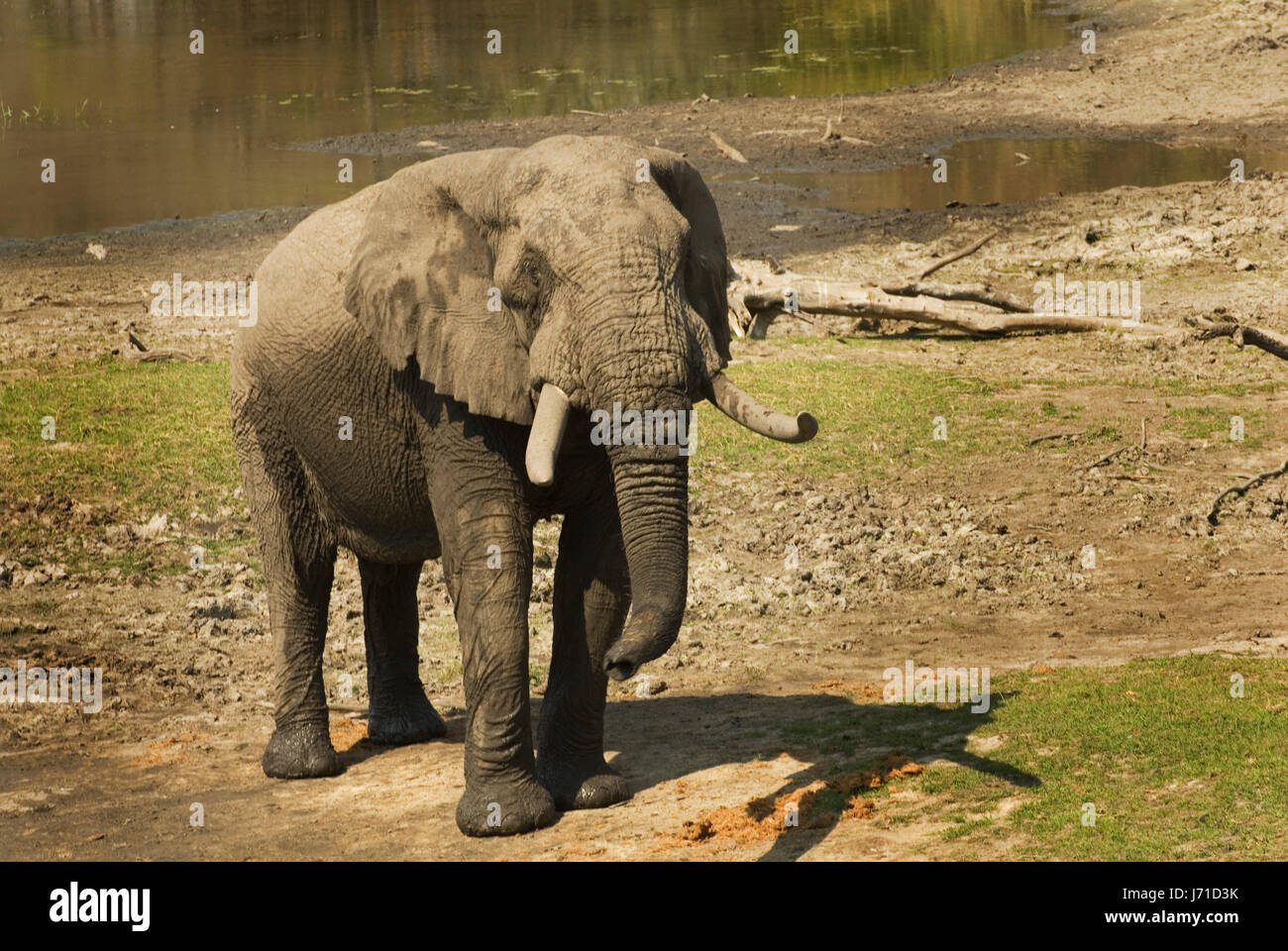 safari big large enormous extreme powerful imposing immense relevant ...