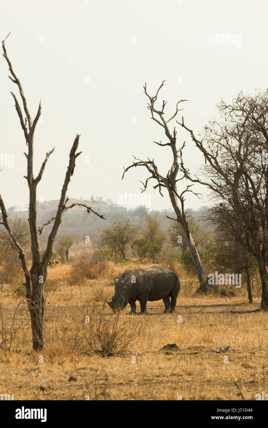 portrait safari single big large enormous extreme powerful imposing ...