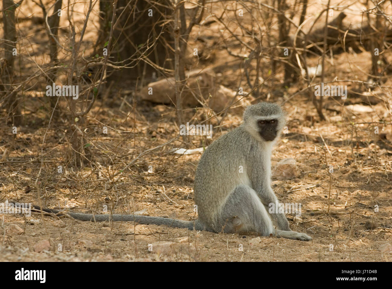safari single tree trees park mammal africa savannah monkey bushes ...