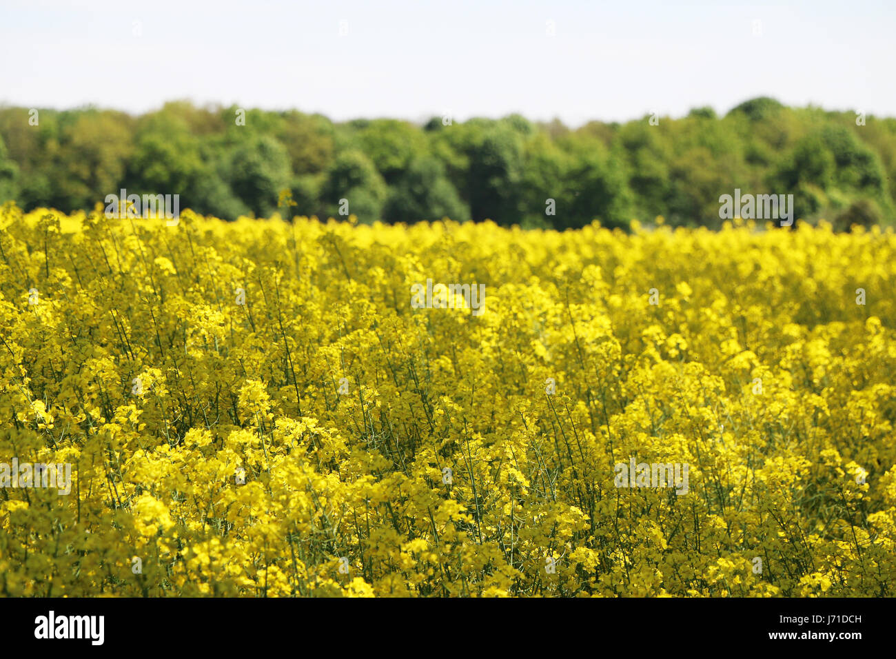 Canola field forest background Stock Photo - Alamy